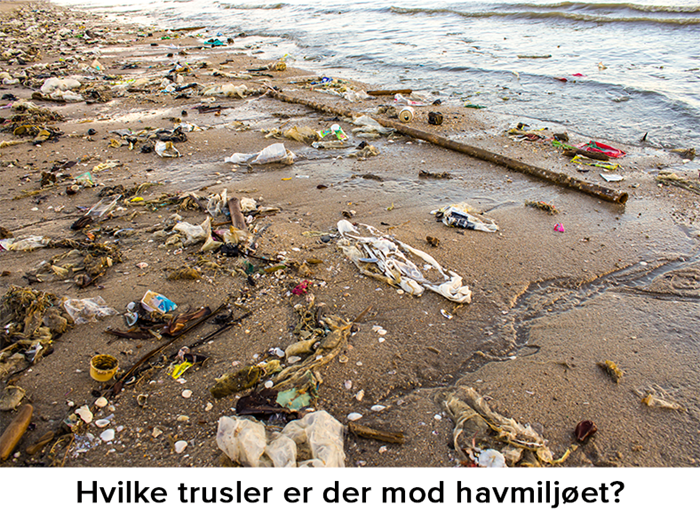 Vi undersøger havet | Biologi 7-9 | Gyldendals fagportaler