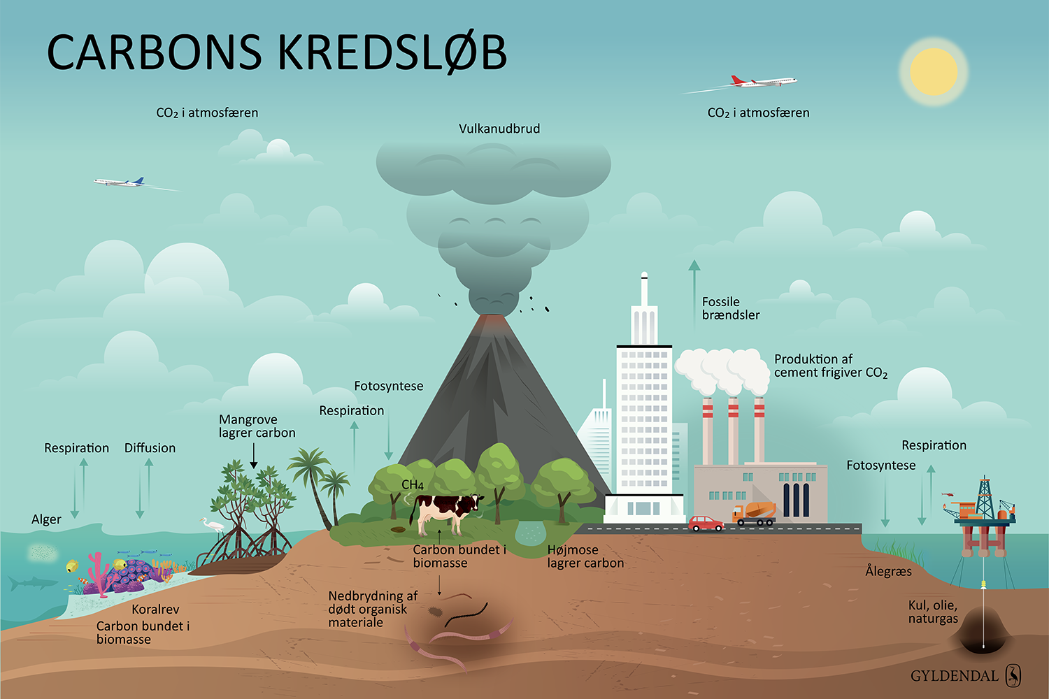 Carbons kredsløb | Biologi 7-9 | Gyldendals fagportaler