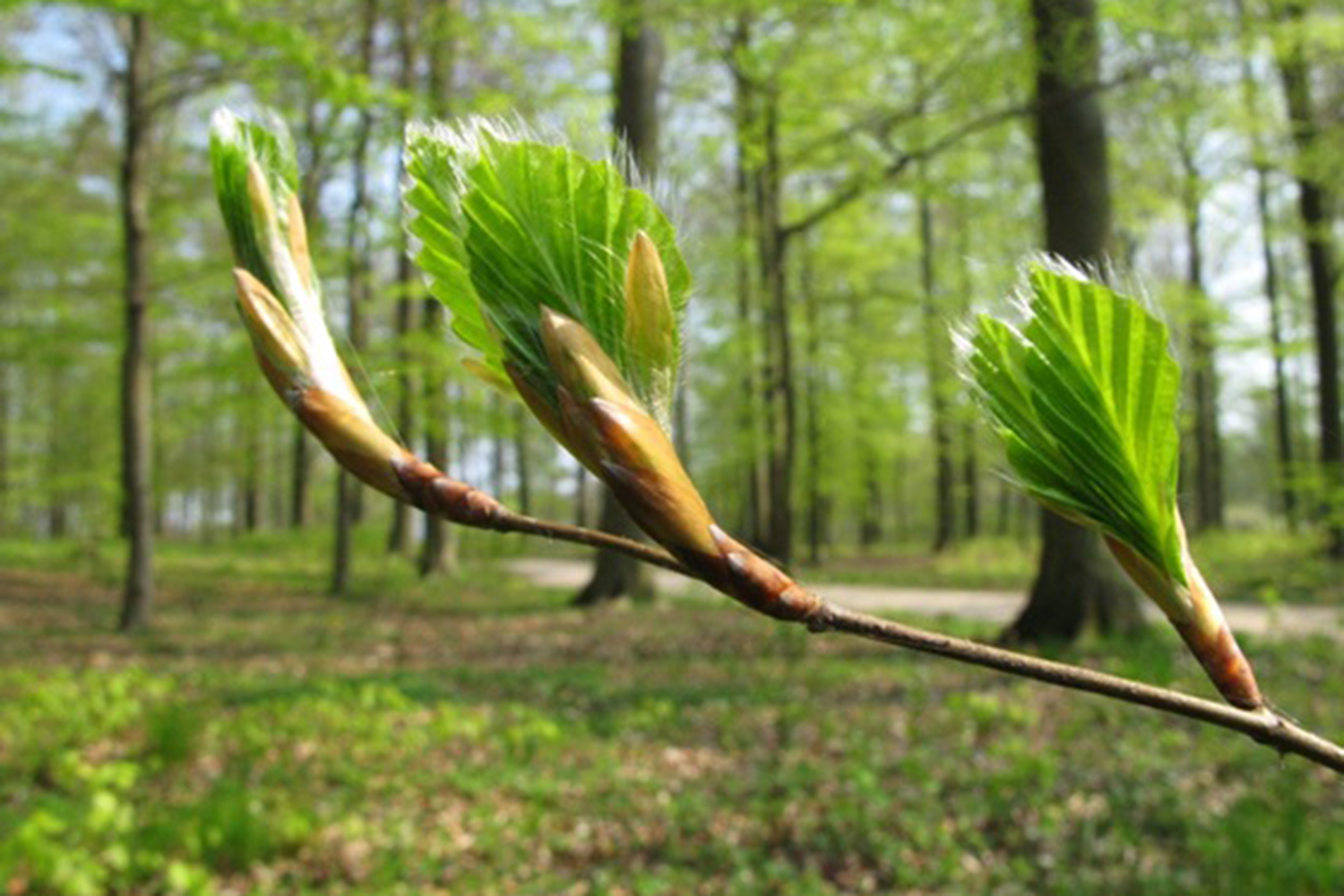 16. Dyr i skoven | Biologi 7-9 | Gyldendals fagportaler