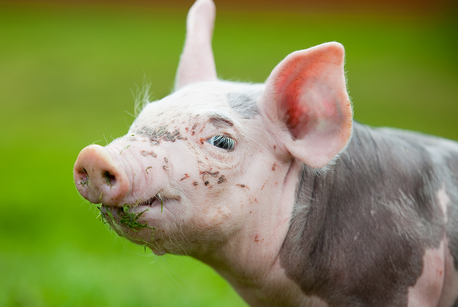 16. Sygdomme og antibiotika | Biologi 7-9 | Gyldendals fagportaler