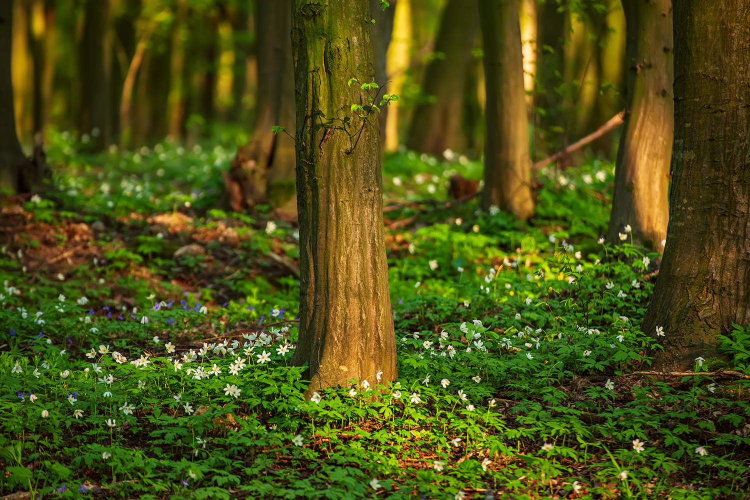 Bøgetræets taksonomi | Biologi 7-9 | Gyldendals fagportaler