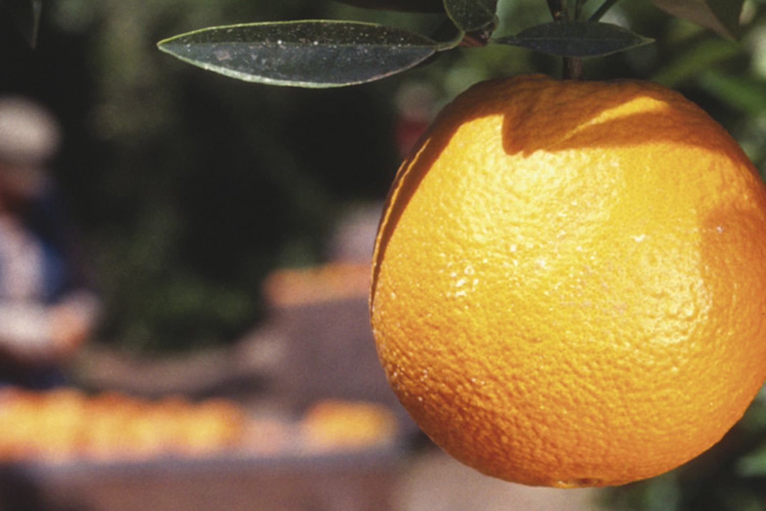 12. pH | Fysik/kemi 7-10 | Gyldendals fagportaler